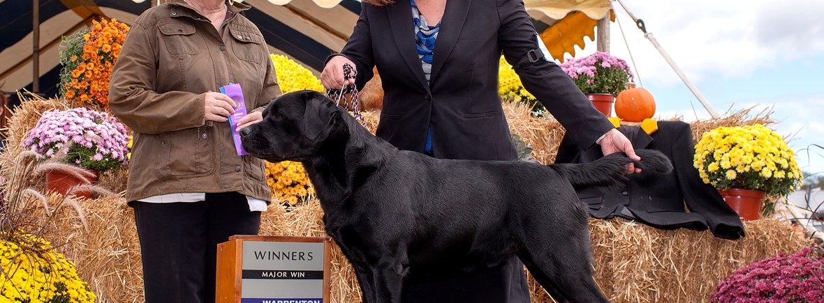 Cedar Key Labradors – Unleash Excellence with a Beautiful Lab from a ...